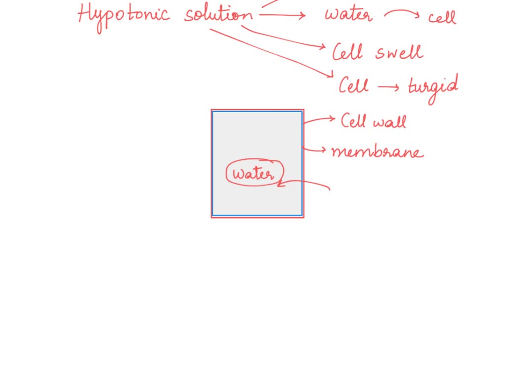 SOLVED: which is hypotonic to Elodea cells-distilled H2O or 10% NaCl ...