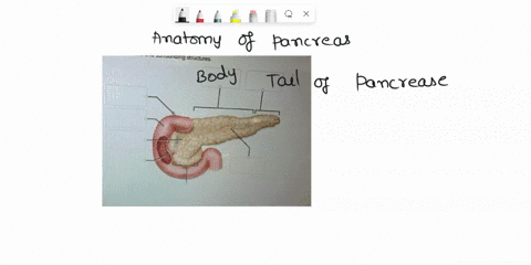 Correctly label the following parts of the pancreas and its passages ...