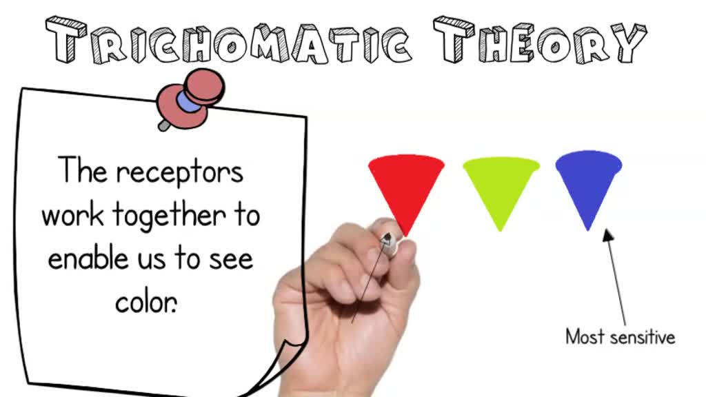 VIDEO solution: Compare and contrast the Trichromatic Theory of Color ...