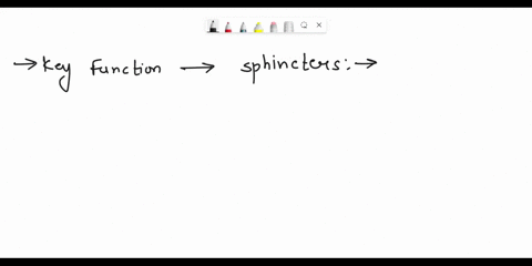 16 what are sphincters and why are they important in the...