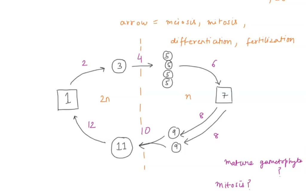 SOLVED: 22 generalized life cycle for land plants shown in the figure ...