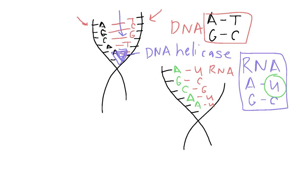SOLVED: STEP 1 Review the imaginary strand of DNA below. Note the ...
