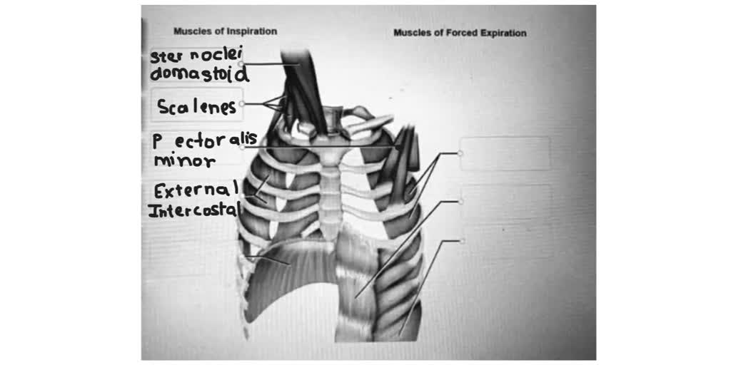 SOLVED: Label the muscles used in inspiration and forced expiration by ...