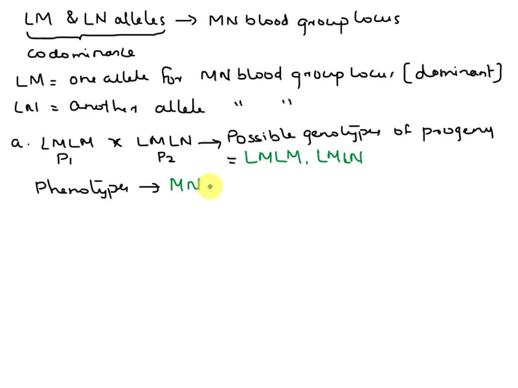 SOLVED: The LM and LN alleles at the MN blood group locus exhibit ...