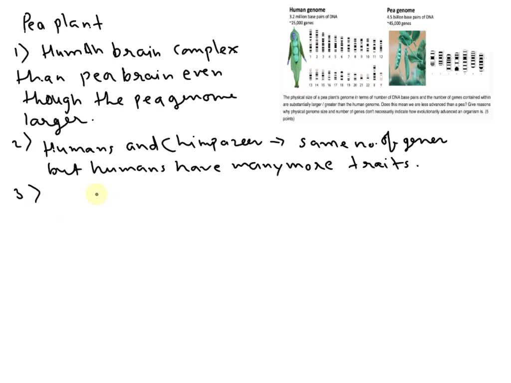 SOLVED: Human genome 3.2 million base pairs of DNA 25,000 genes Pea ...