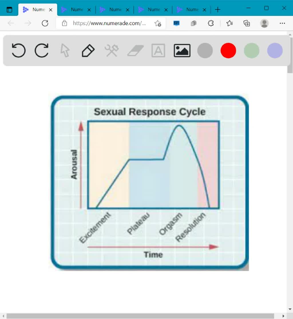 SOLVED During The Phase Of The Sexual Response Cycle Individuals