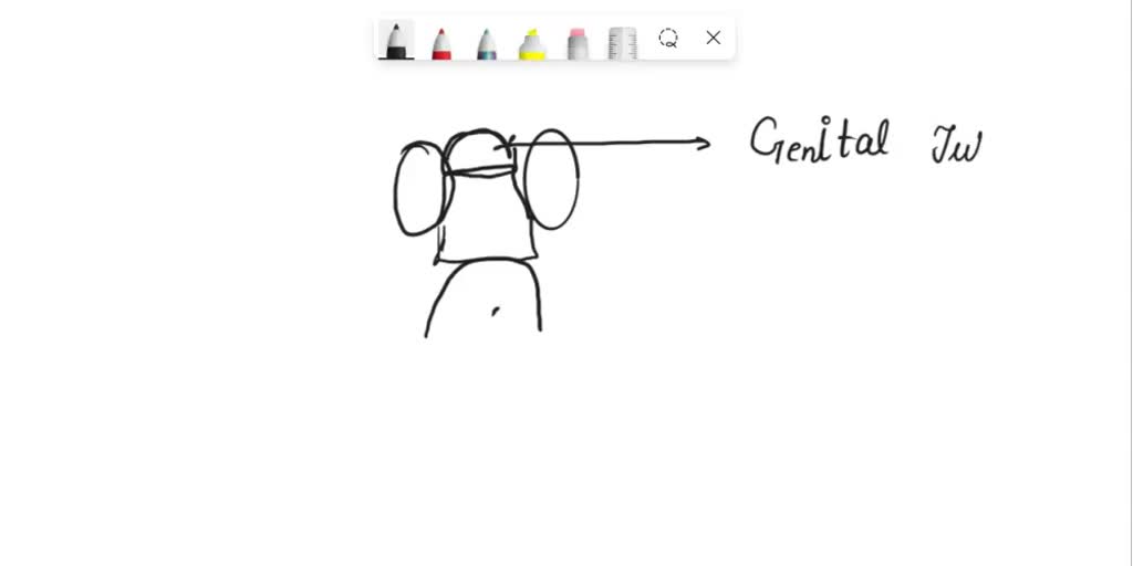 SOLVED: Text: Correctly label the following external genitalia of the ...