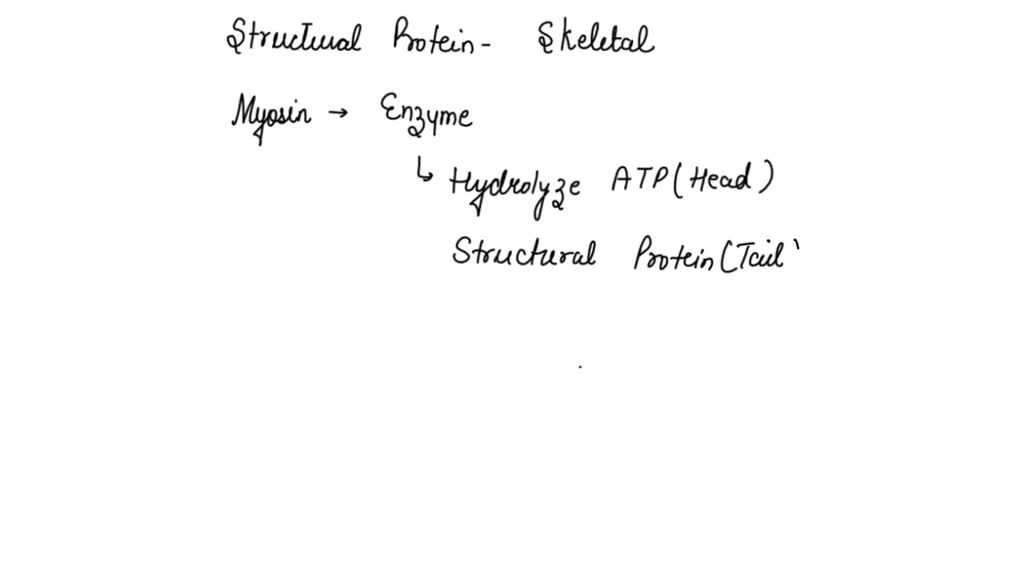 SOLVED: Which structural protein of skeletal muscle also acts as an ...