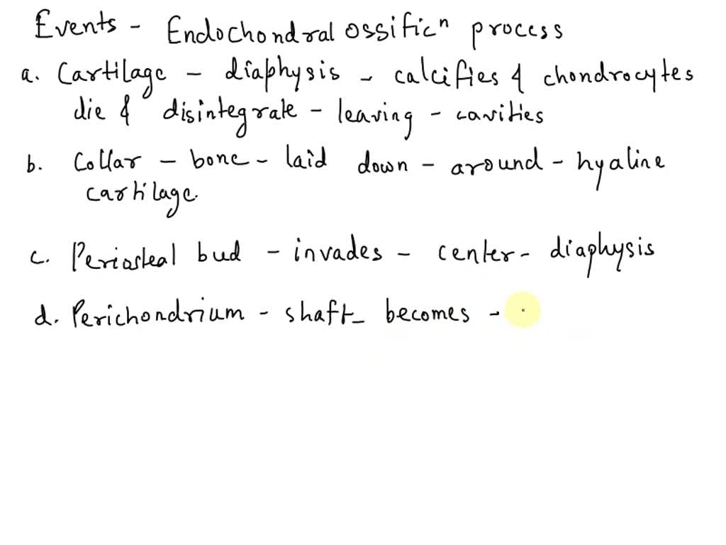 SOLVED: The following events apply to the endochondral ossification ...
