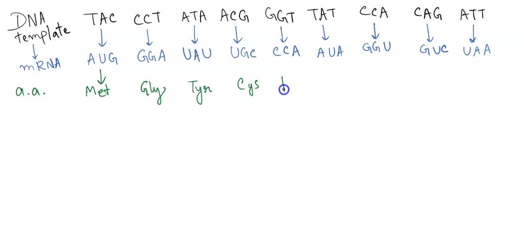 SOLVED: Use the codon table below to answer questions 1 and 2. SECOND ...