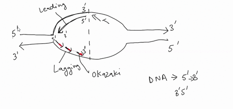 Part 2. The diagram below shows a replication bubble with synthesis of ...