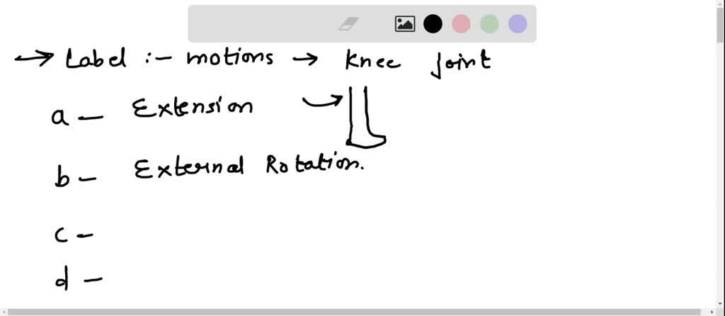 Solved Exercise 2 Label The Following Motions Of The Knee Joint A Flexion B Extension C