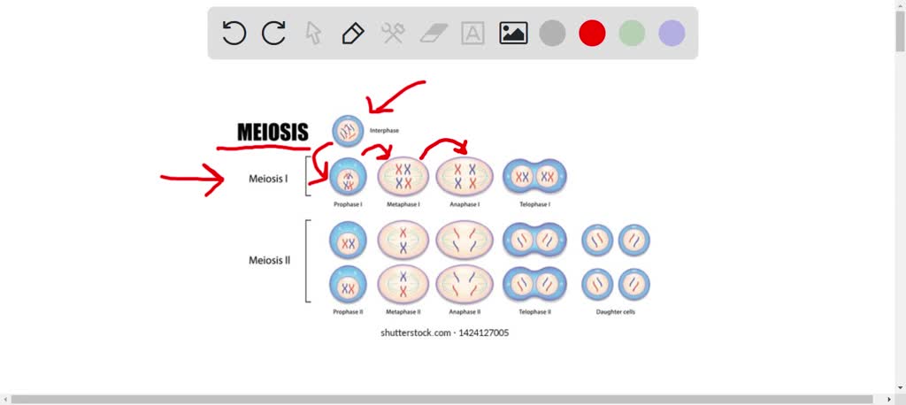 SOLVED: Draw and label the phases of both male meiosis starting with a ...