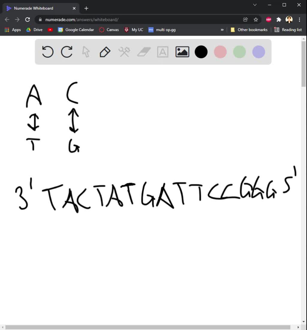 SOLVED: The coding strand of DNA has the sequence 5â ...
