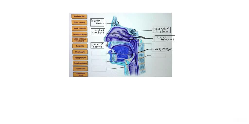 Exercise 36 Review Sheet Art-labeling Activity 1: - Posterior nasal ...