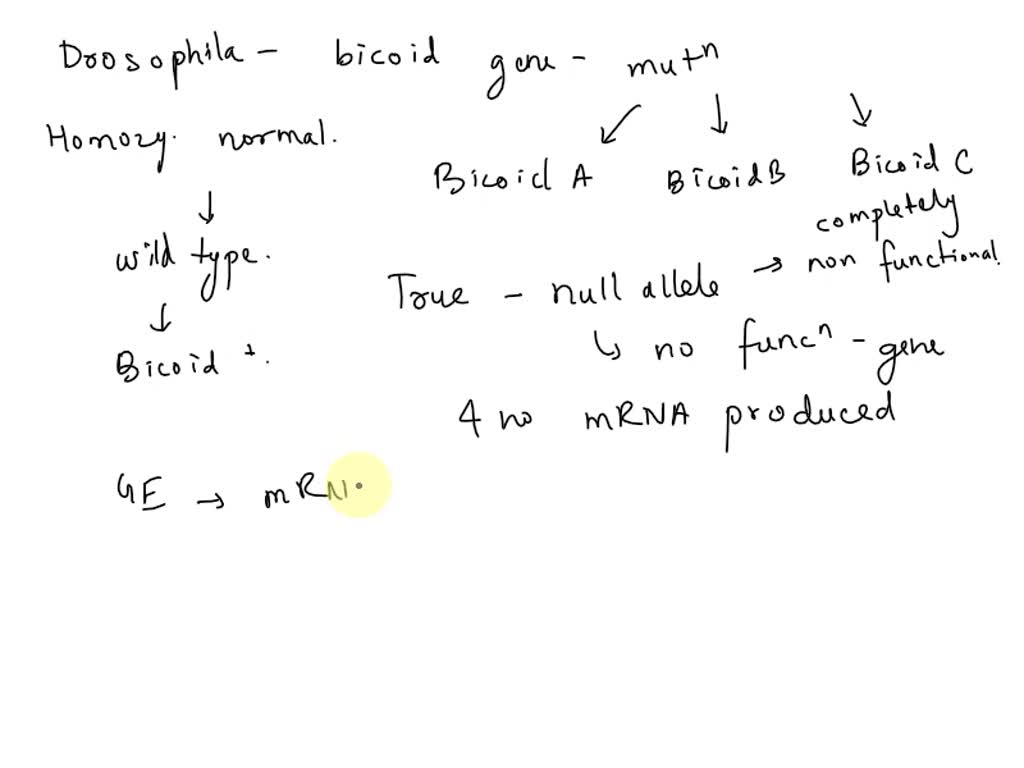 SOLVED: Suppose a researcher has three different Drosophila strains ...