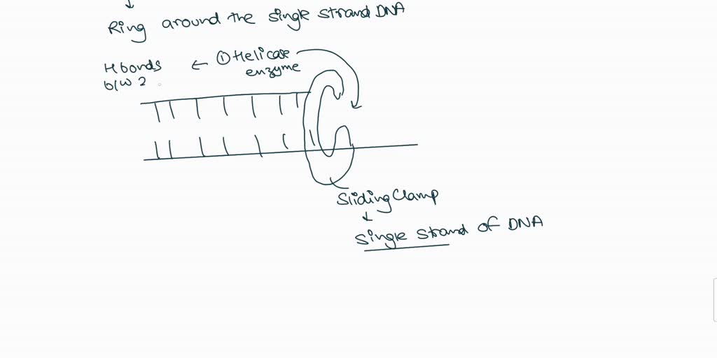 You want to set up an assay starting with a sliding clamp bound to DNA ...