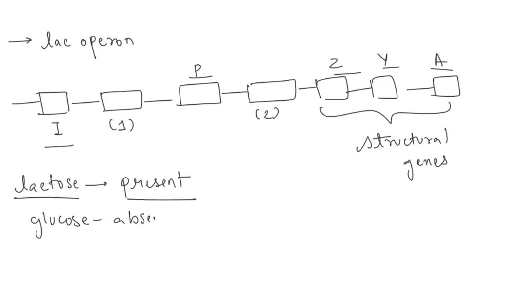 SOLVED: The figure below represents the lac operon: Five features are ...