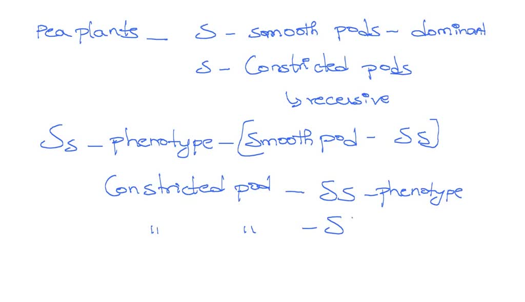 SOLVED: In pea plants, the allele for smooth pods (S) is dominant over ...