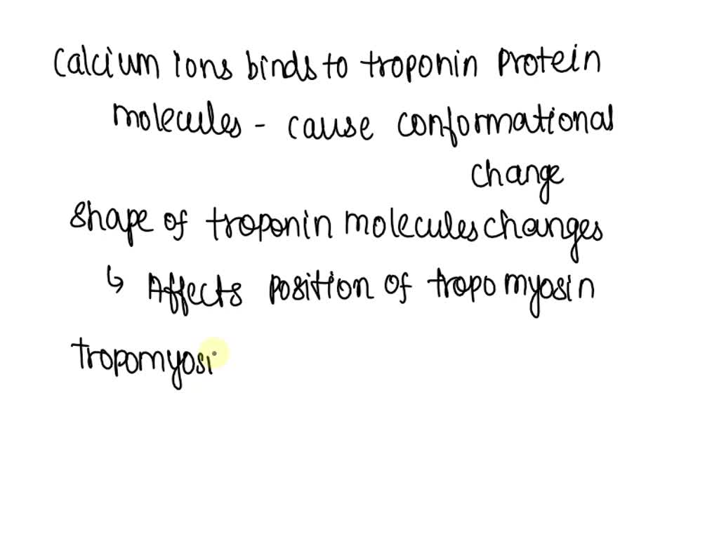 SOLVED: To initiate muscle contraction, calcium ions bind to and change ...