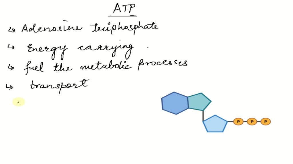 SOLVED: Energy is released from ATP when the bond is broken between ...