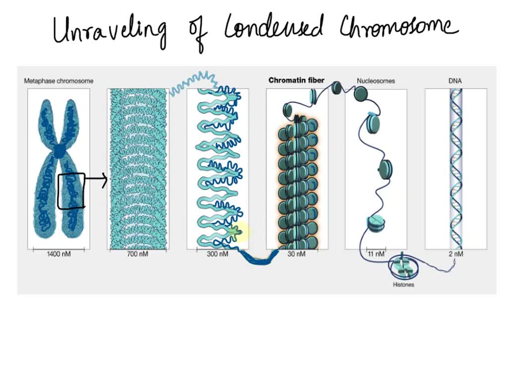 SOLVED: The diameter of chromatin fibers becomes progressively smaller ...