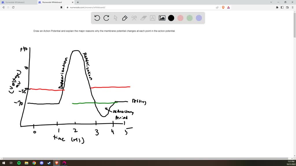 SOLVED: Draw an Action Potential and explain the major reasons why the ...
