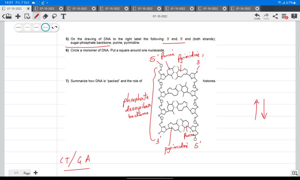 SOLVED: 5) On the drawing of DNA to the right label the following: 3 ...