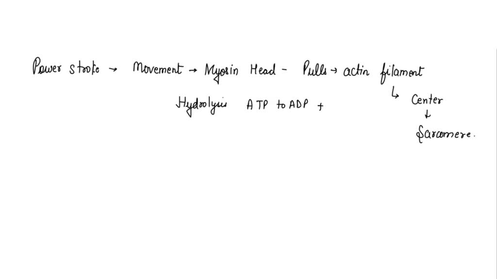 SOLVED: At the end of the power stroke in skeletal muscle, one purpose ...