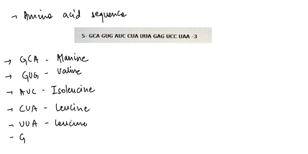 SOLVED: Using the Codon Table (Figure 17.4), Translate the following mRNA sequence into the ...