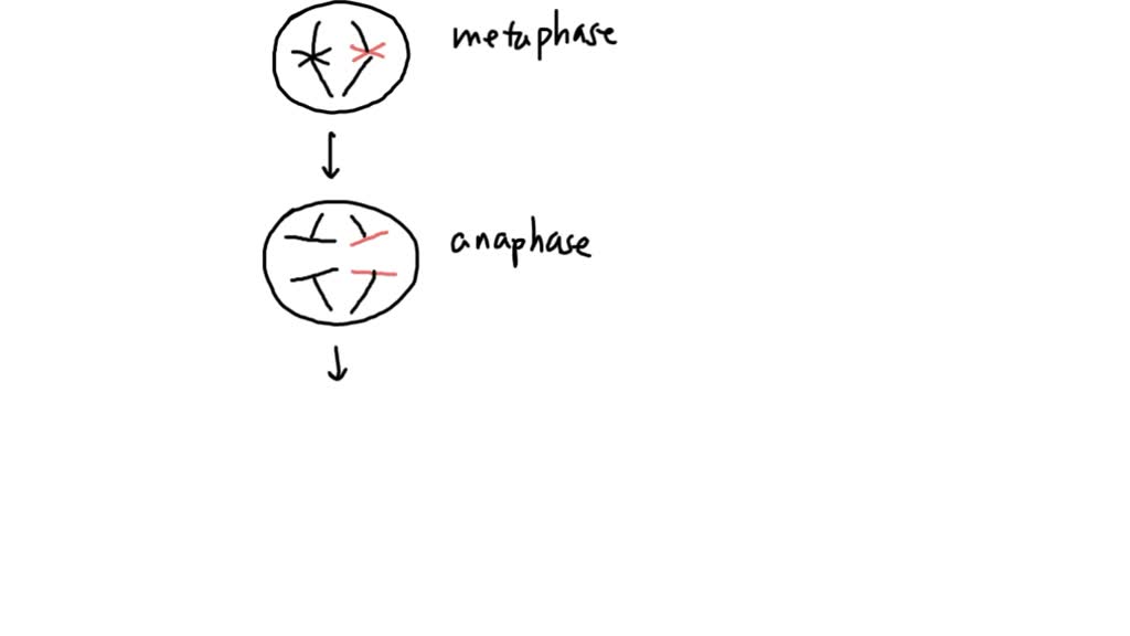 SOLVED: A student uses gummy worms to model the process of mitosis. The ...