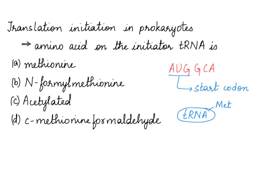 SOLVED: During translation initiation in prokaryotes, the amino acid on ...