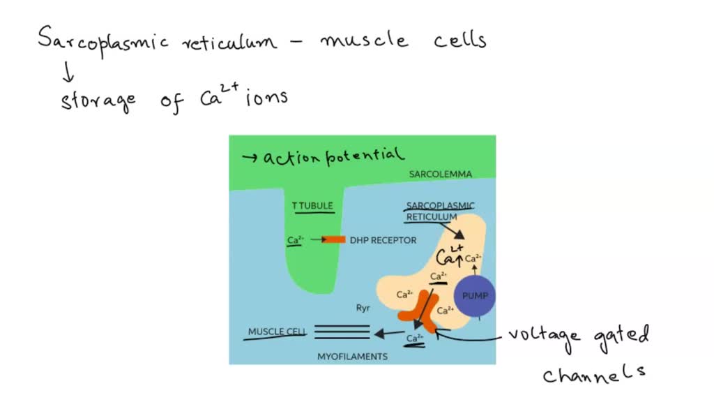 SOLVED: The contraction process in a skeletal muscle is initiated by a ...