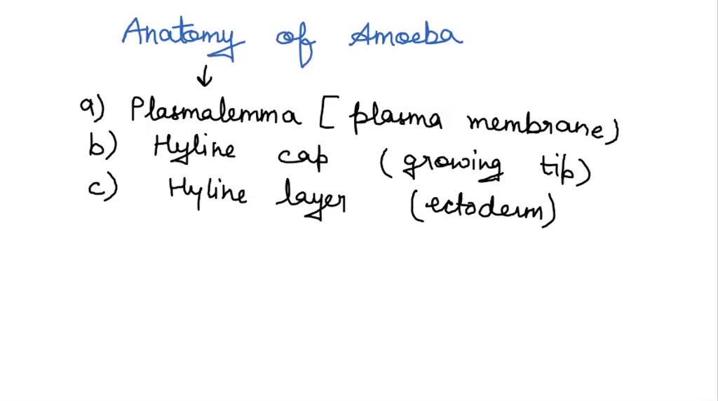 SOLVED: AMOEBA ANATOMY Amoeba proteus Plasmalemma (cell membrane) 2.0 ...