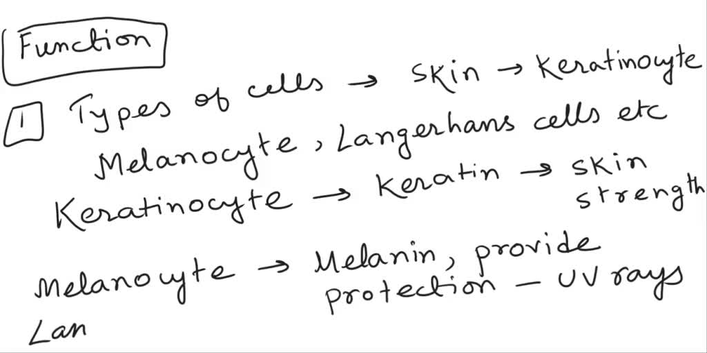 SOLVED: How does the cellular structure affect the function for the ...