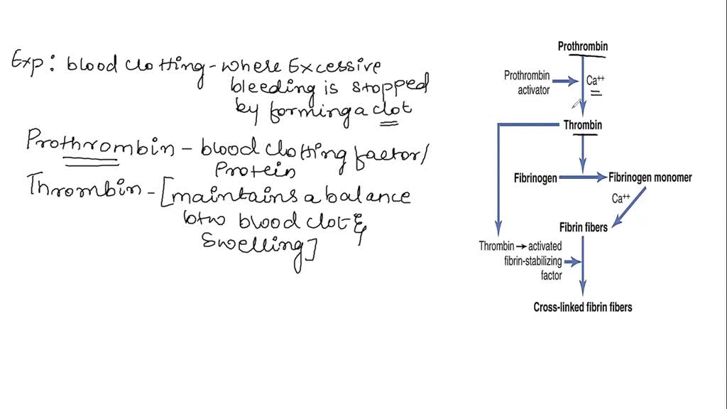 SOLVED: In blood clotting, (a) thrombin prothrombin; fibrinogen fibrin ...