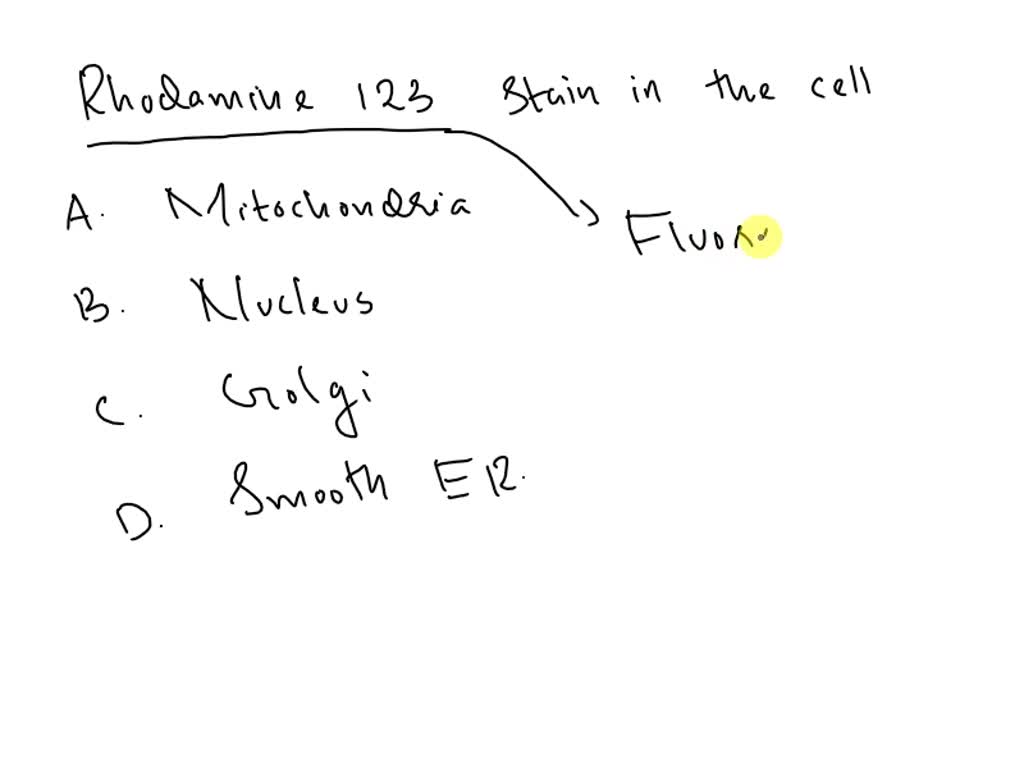 SOLVED: Where does Rhodamine 123 stain in the cell? A. Mitochondria B ...
