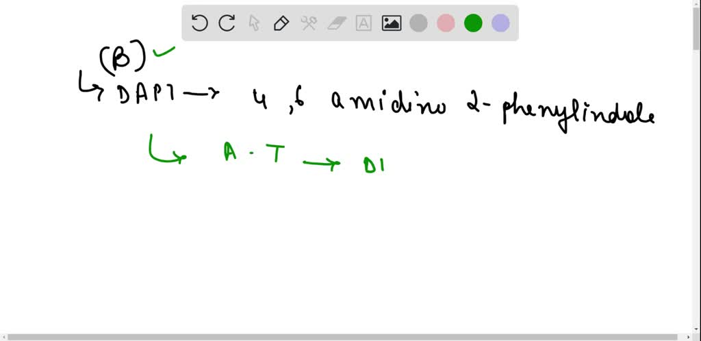 SOLVED: poilils What is DAPI ? 0 A dye that binds to the protein within ...