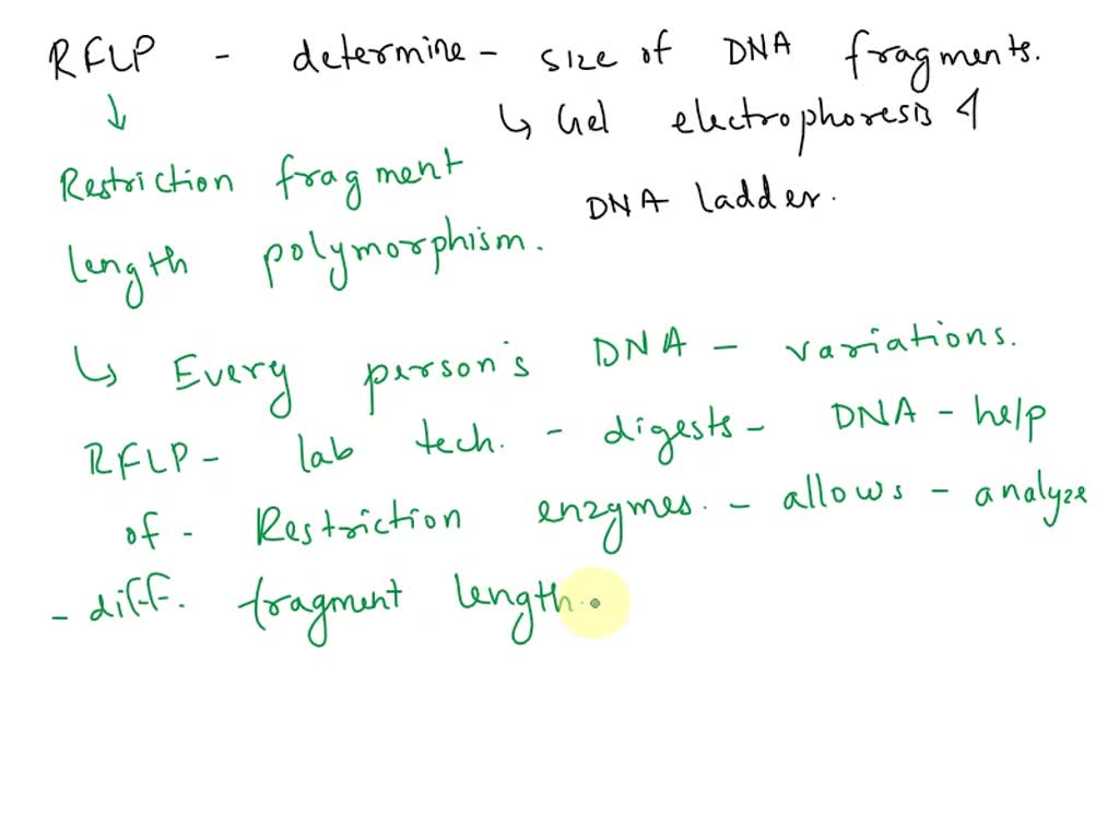 SOLVED: Explain what a RFLP is Discuss how the size of DNA fragments is determined using gel ...