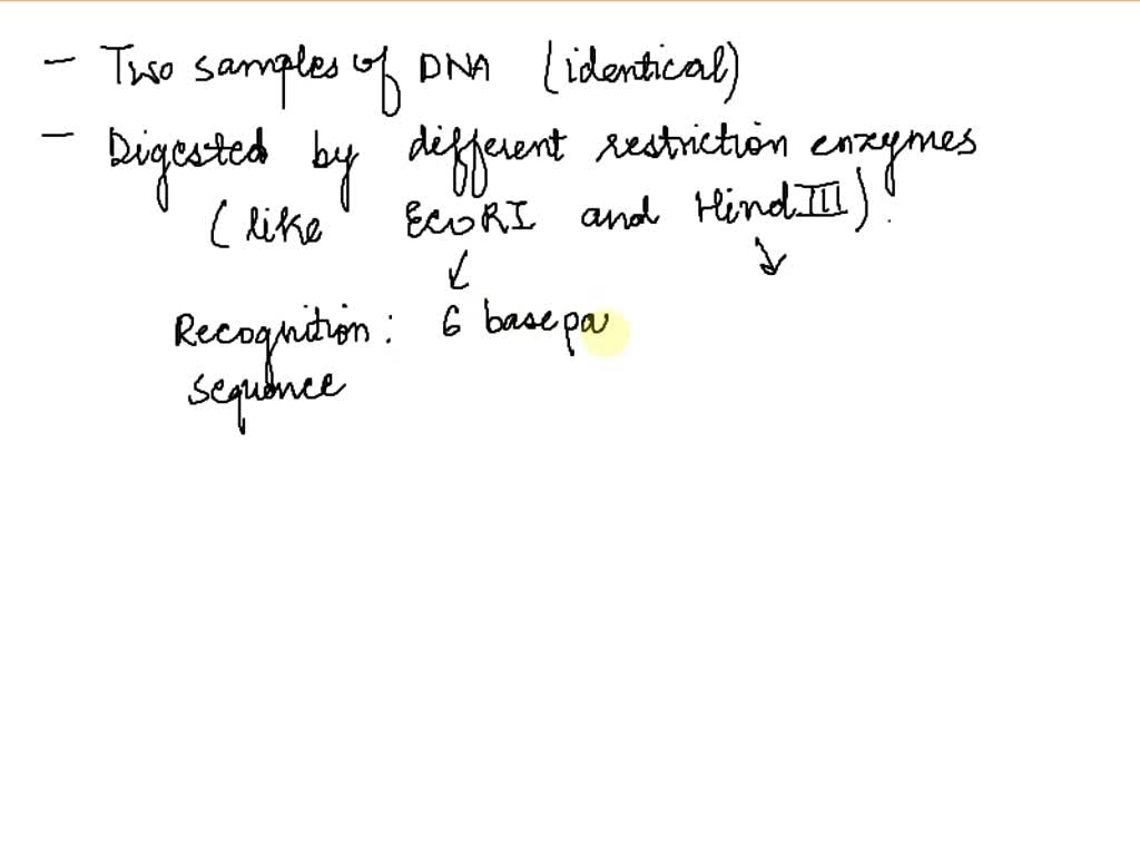 SOLVED: Two identical samples of DNA with the same sequence are digested by two different ...