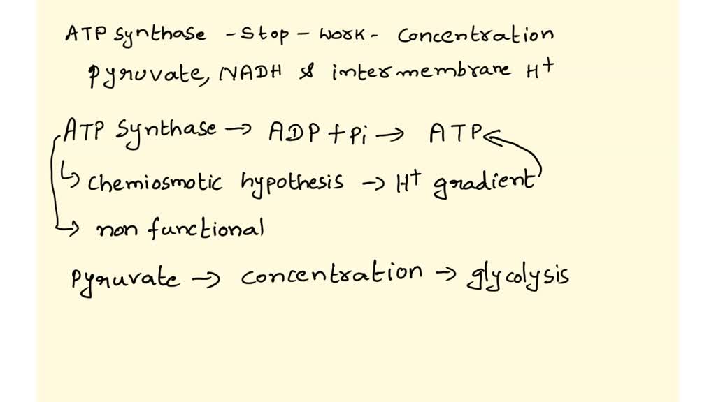 SOLVED: What would happen to the concentrations of Pyruvate, NADH and ...