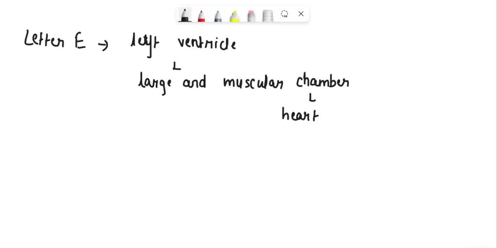 SOLVED: Letter E is indicating the A) right atrium B) right ventricle C ...