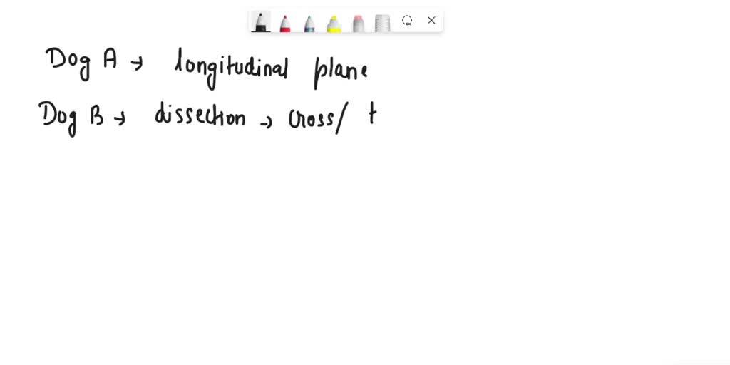 SOLVED: For each dog diagram, identify which plane of dissection is ...