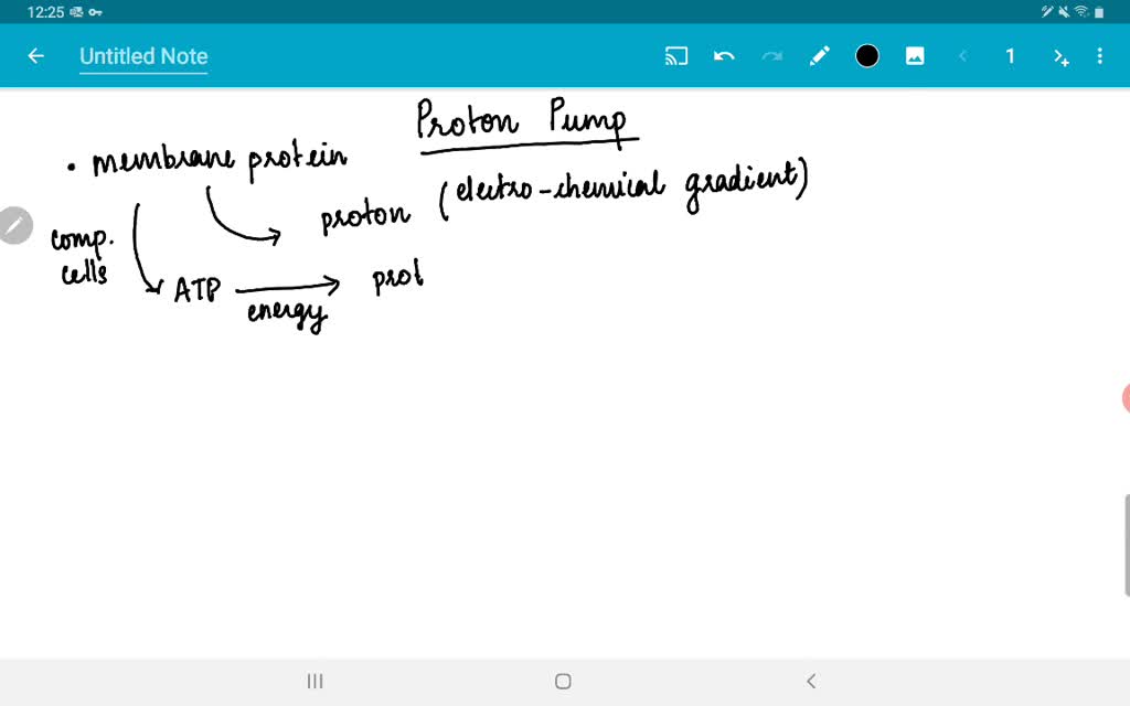 SOLVED: Proton pump Diffusion of H+ Sucrose-H+ cotransporter Sucrose