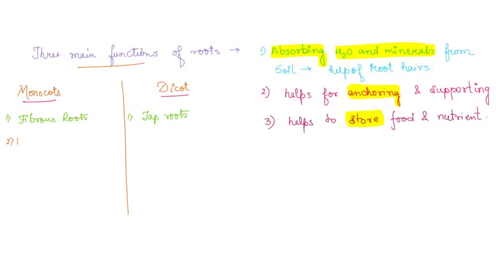 SOLVED: 1 . What are the three main functions of roots? 2. Compare and ...