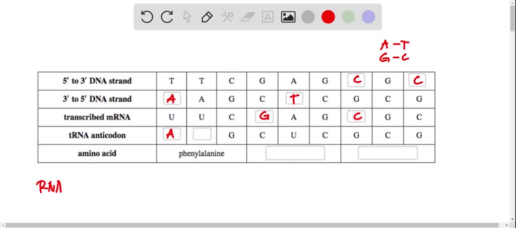 SOLVED: Protein synthesis is complicated process involving DNA being transcribed to RNA, which ...