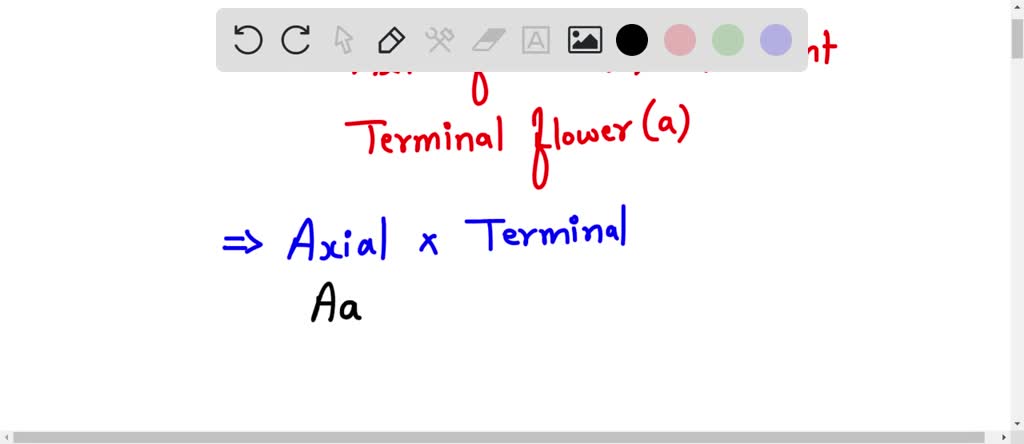 SOLVED: Drag each label to the correct location on the Punnett square ...