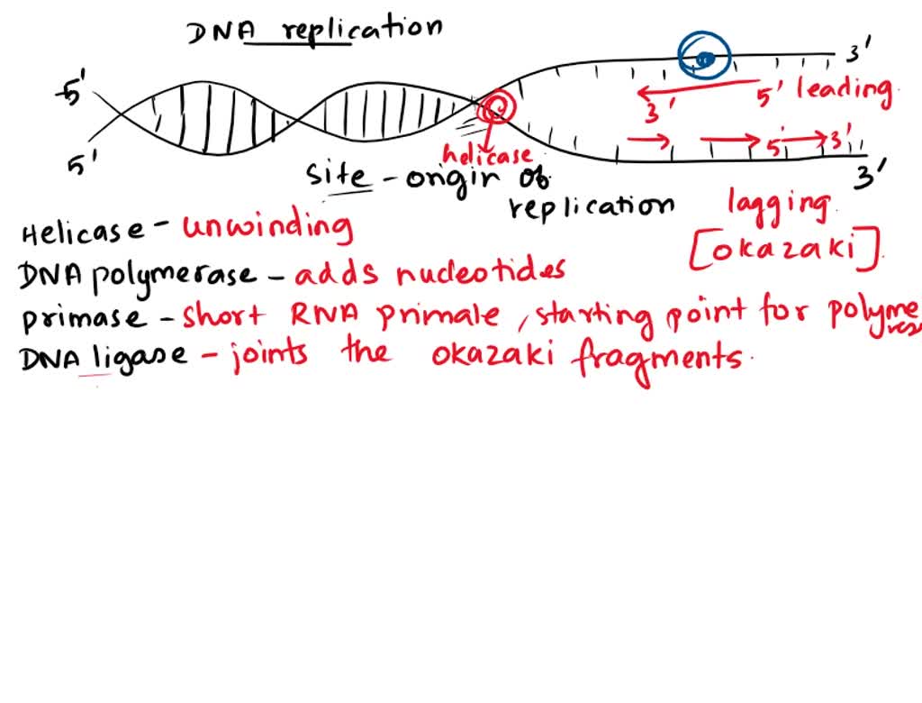 SOLVED: create a diagram explaining DNA replication including key sites ...