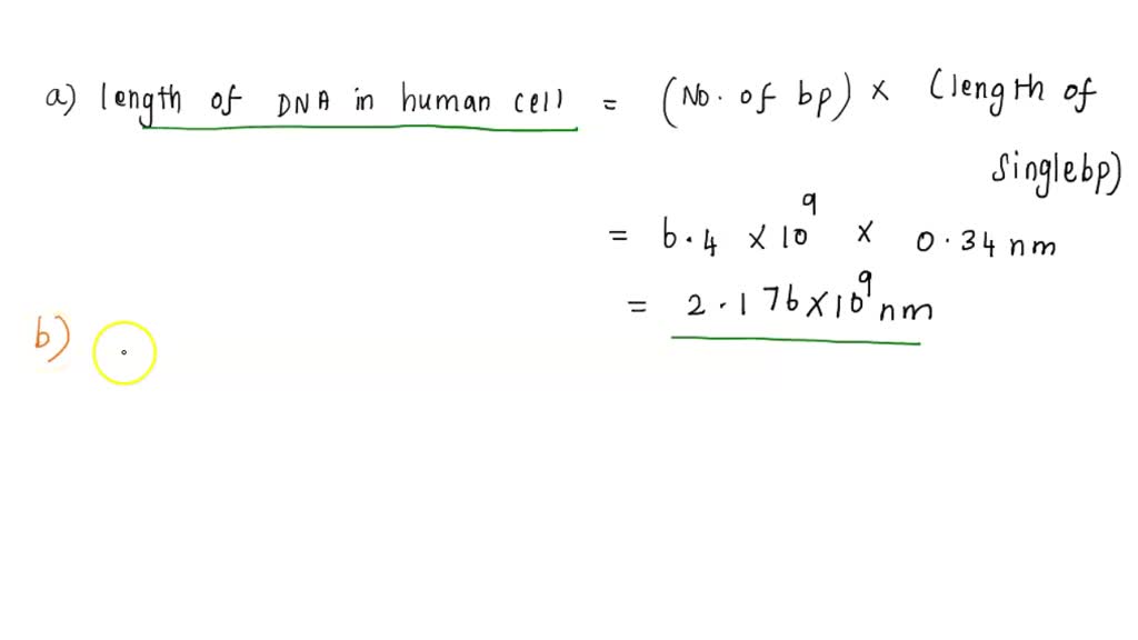 SOLVED: The diameter of a typical human cell nucleus is approximately 6 ...