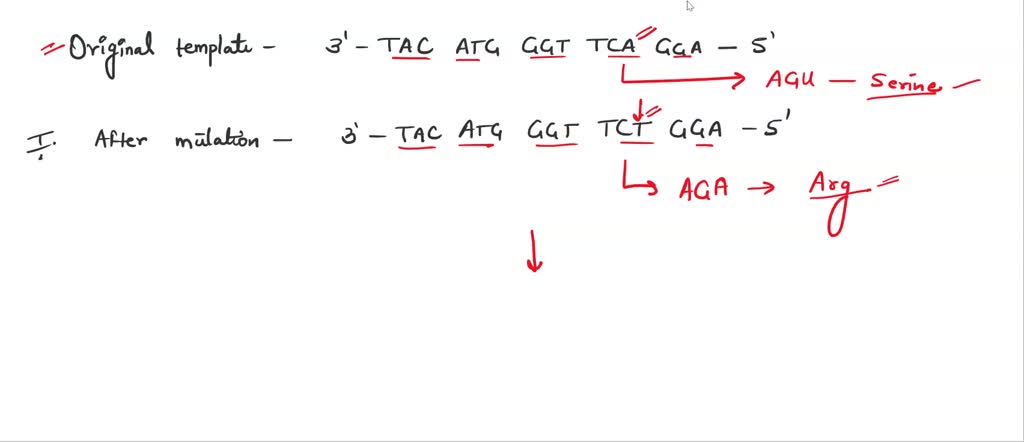 SOLVED: For Questions 2 refer to the following template strand of DNA ...